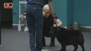 The Dog Aging Project: 60 Minutes Reports on How Dogs Could Unlock the ...